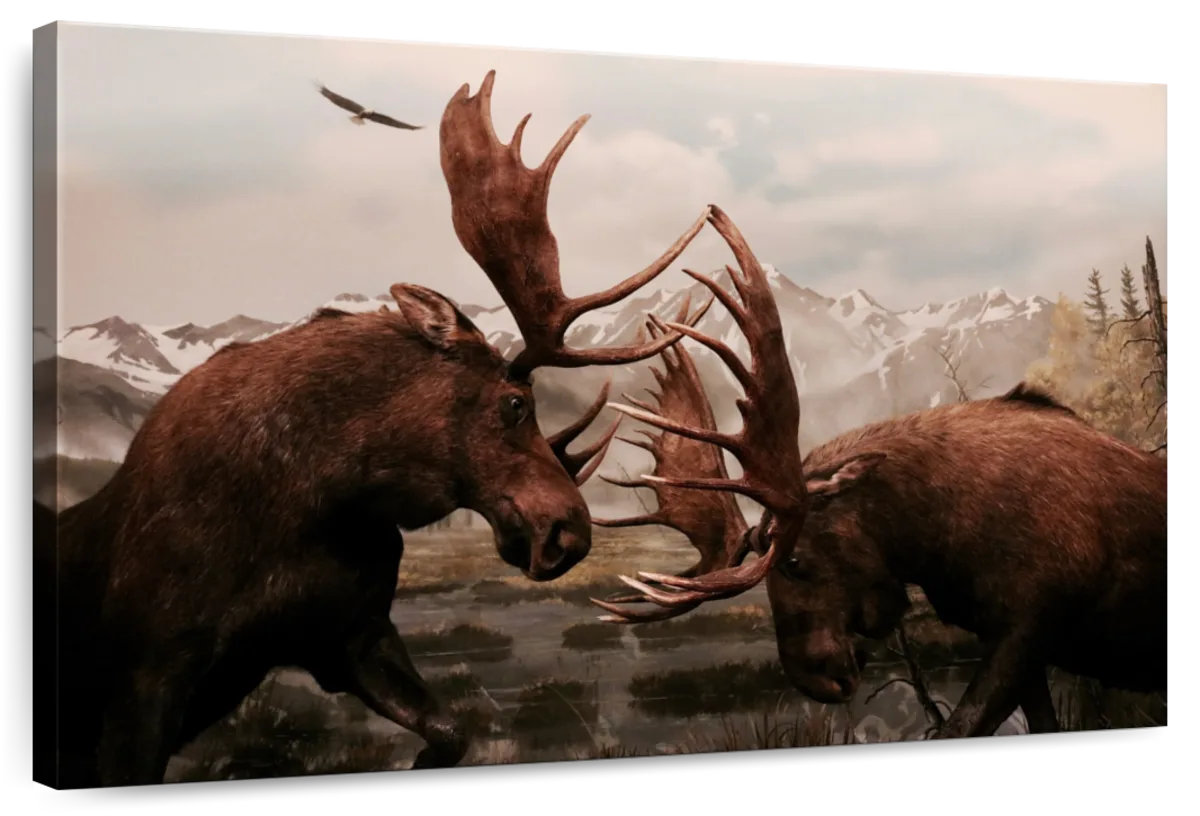 Ebern Designs Brampt Moose Battle | Wayfair