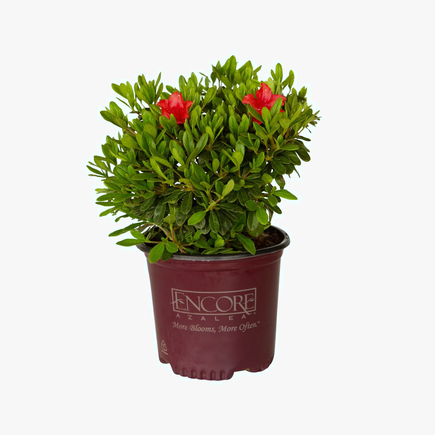 Encore Azalea 1 Gallon Autumn Sunset Encore Azalea - Compact Evergreen ...