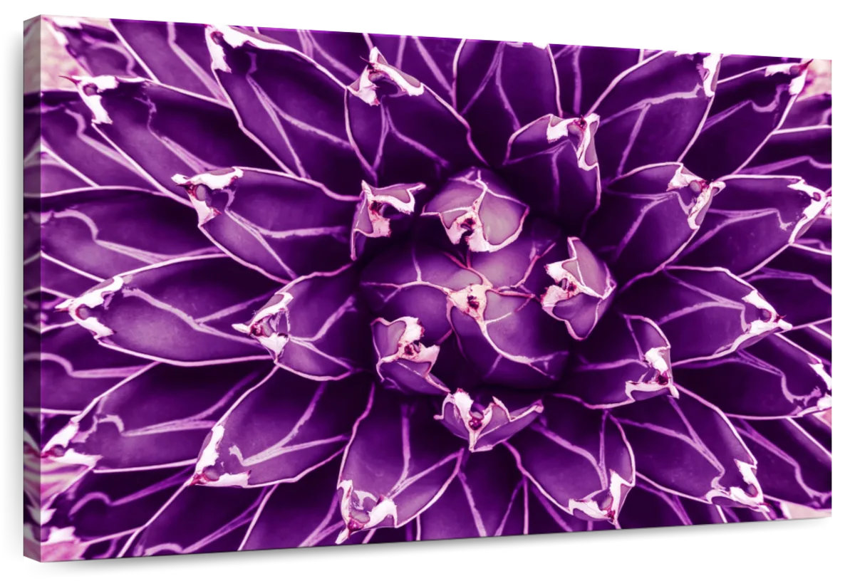 Lark Manor Harnek Purple Agave Cactus - Wayfair Canada