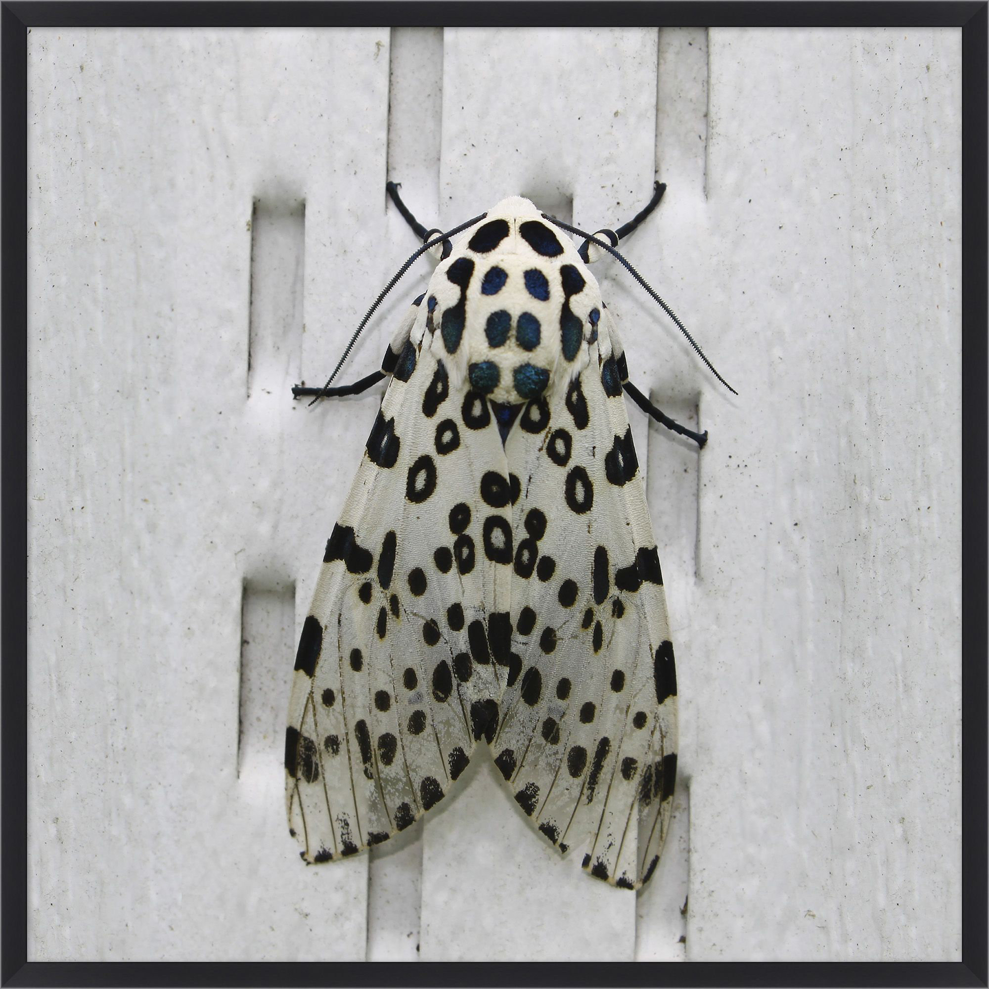 Wendover Art Group Regal Moth 1 | Wayfair
