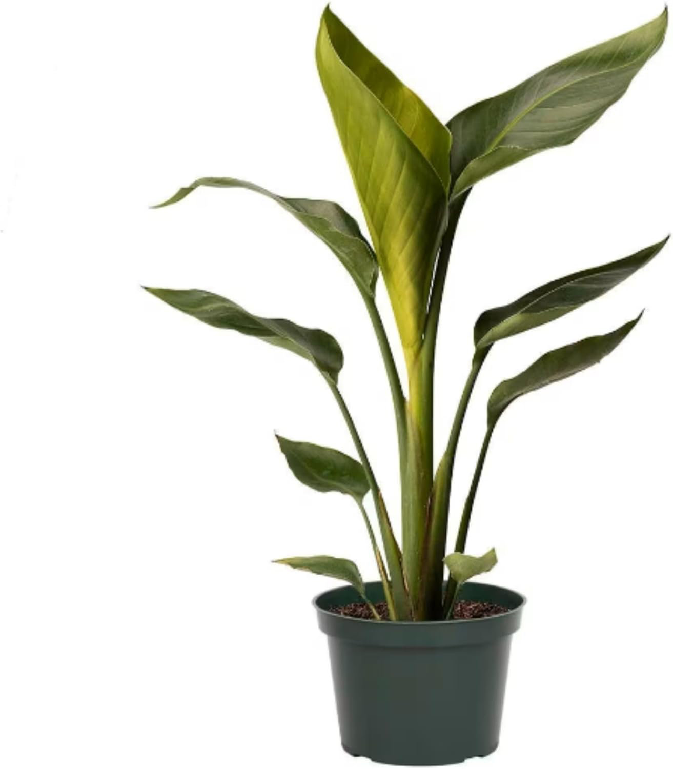 American Plant Exchange Bird of Paradise, Live Flowering Plant, 6-Inch ...