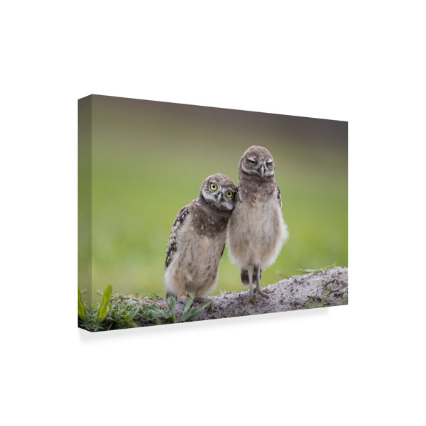 Trademark Art Greg Barsh Friends Owls On Canvas by Greg Barsh Print ...