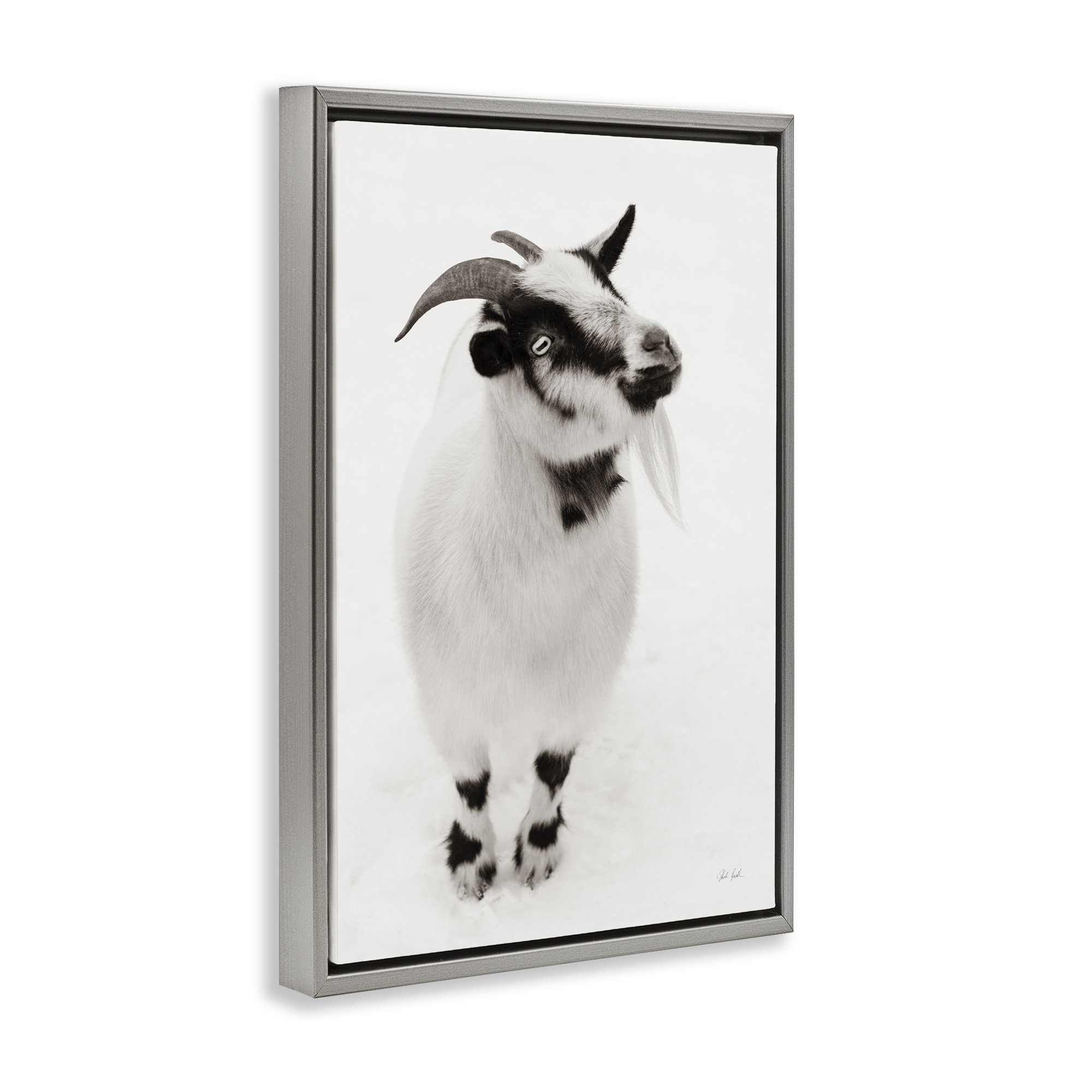 Latitude Run® White Little Goat Floating Frame, design by Deborah ...