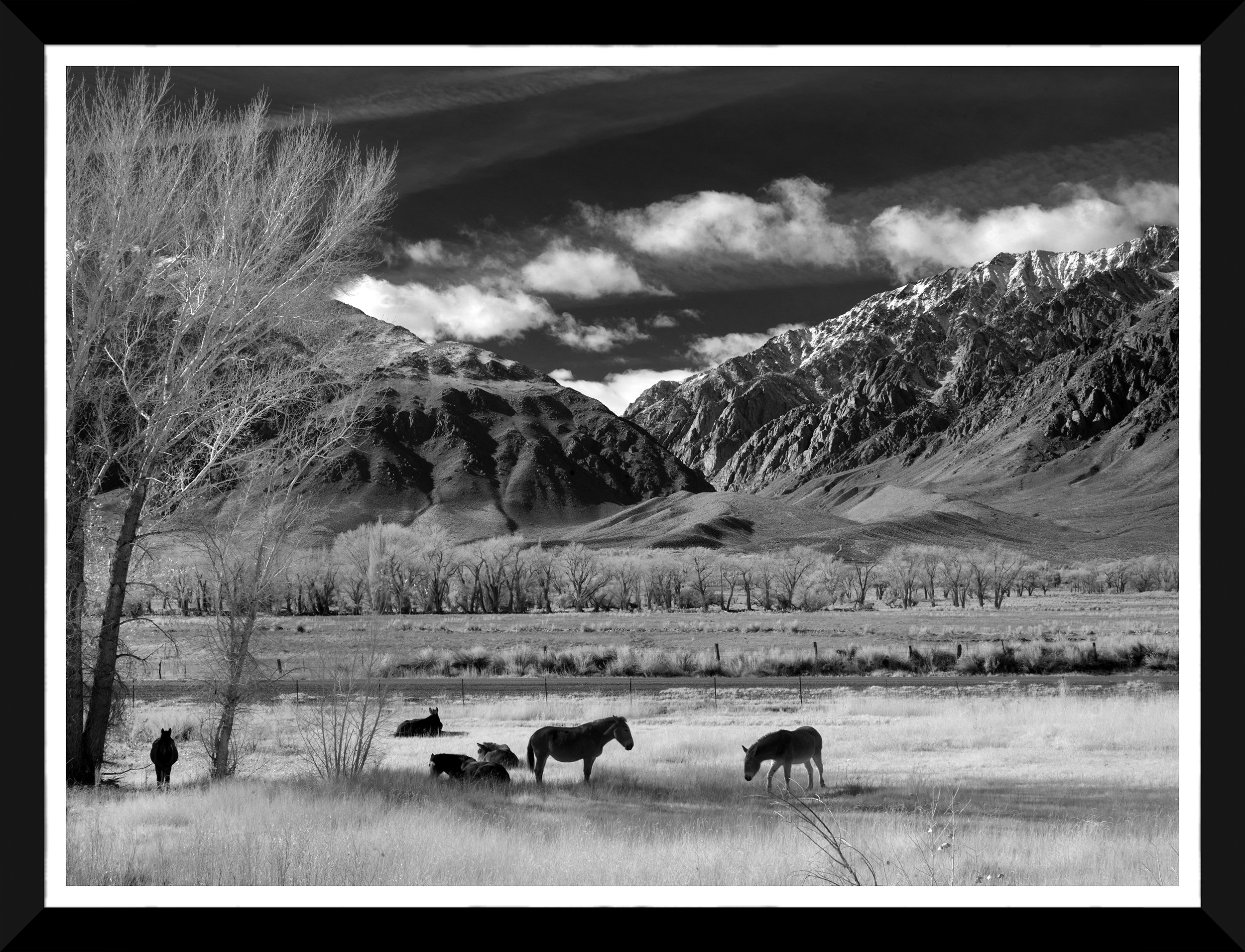 Soicher Marin Wild Horses - Picture Frame Photograph | Wayfair