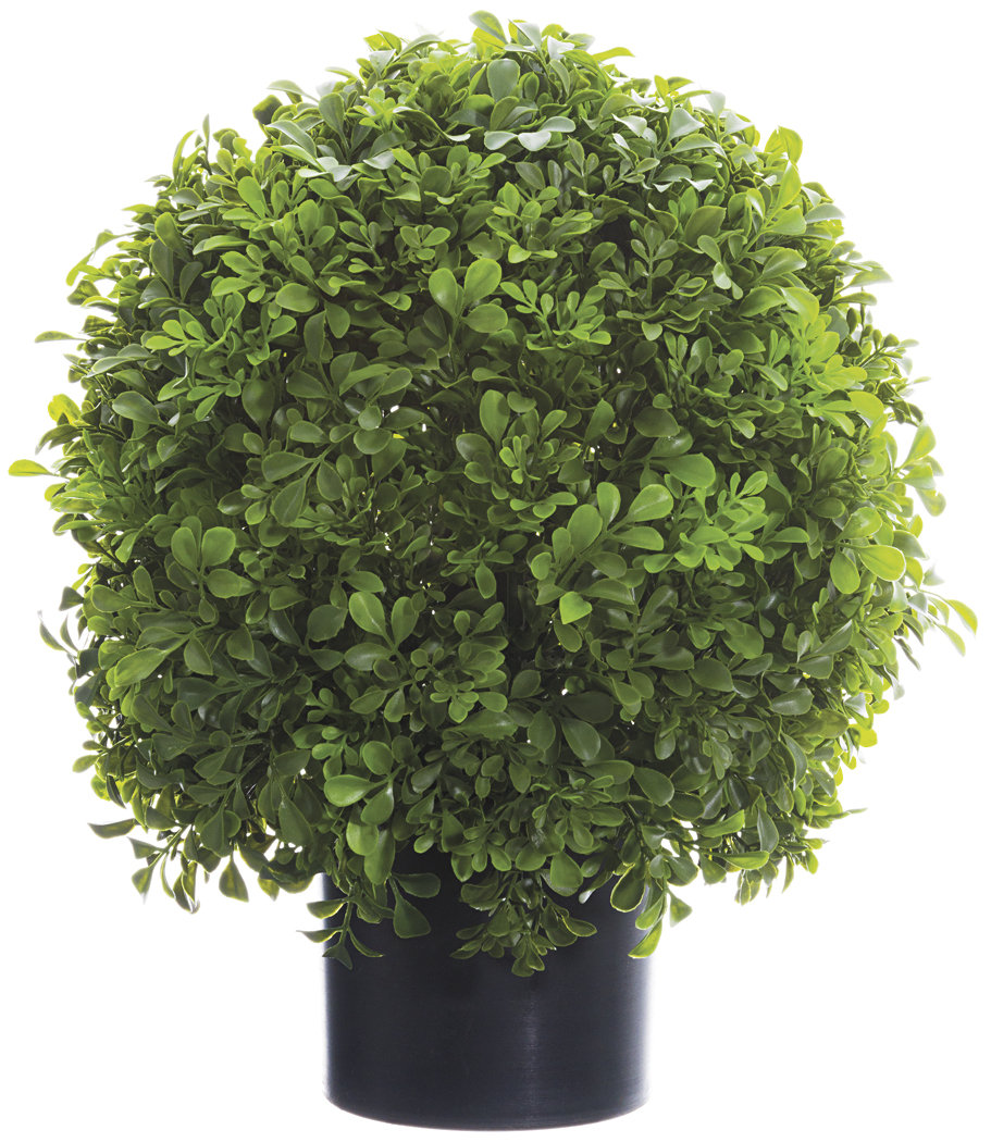 Fleur De Lis Living Boxwood Ball Topiary in Pot - Wayfair Canada