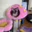 Catry 31" Wonderland Cat Tree with Toys and Scratching Post & Reviews ...