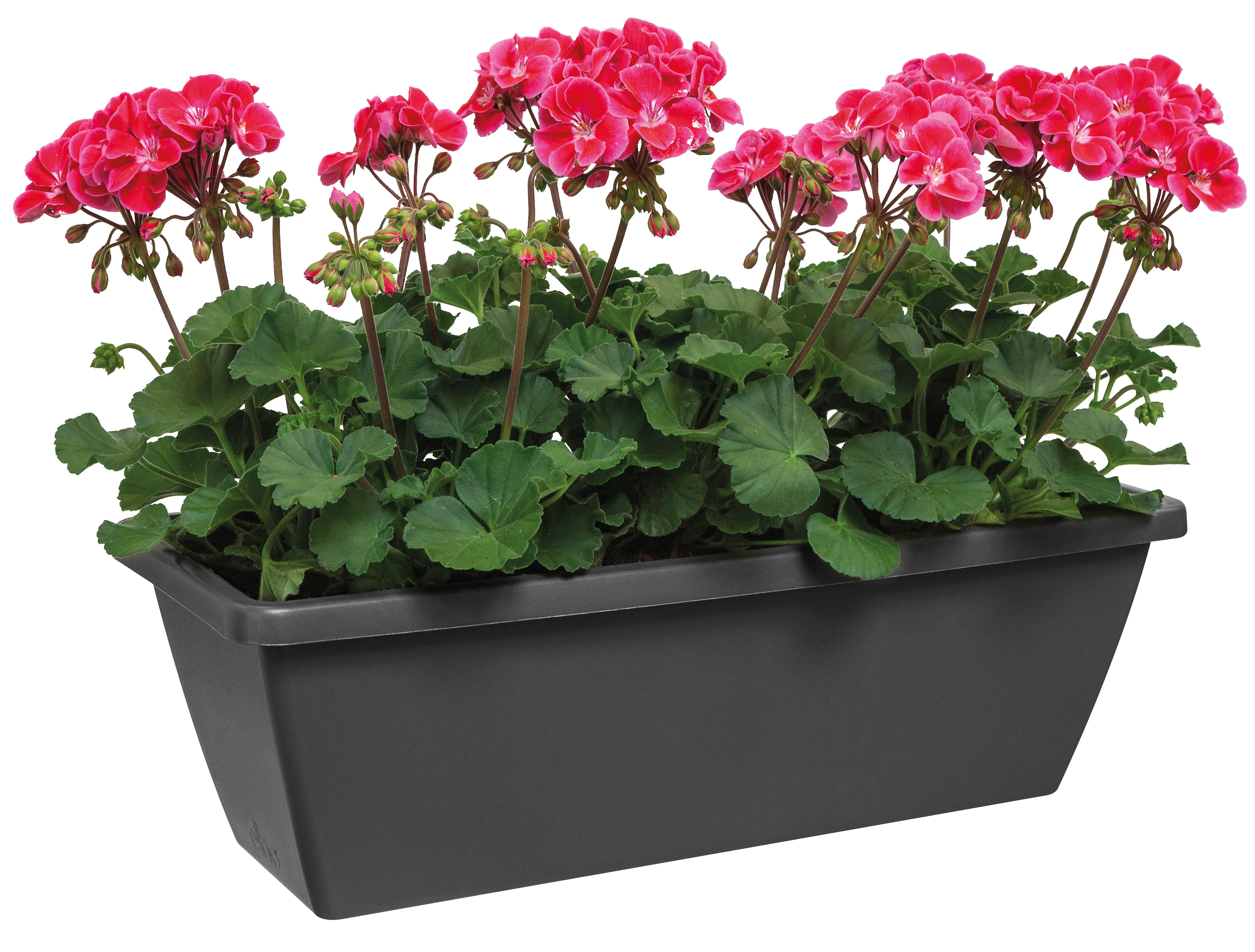 Rammento Elho 60Cm Large White Trough Planter Flower Pots Plant Pot 20 ...