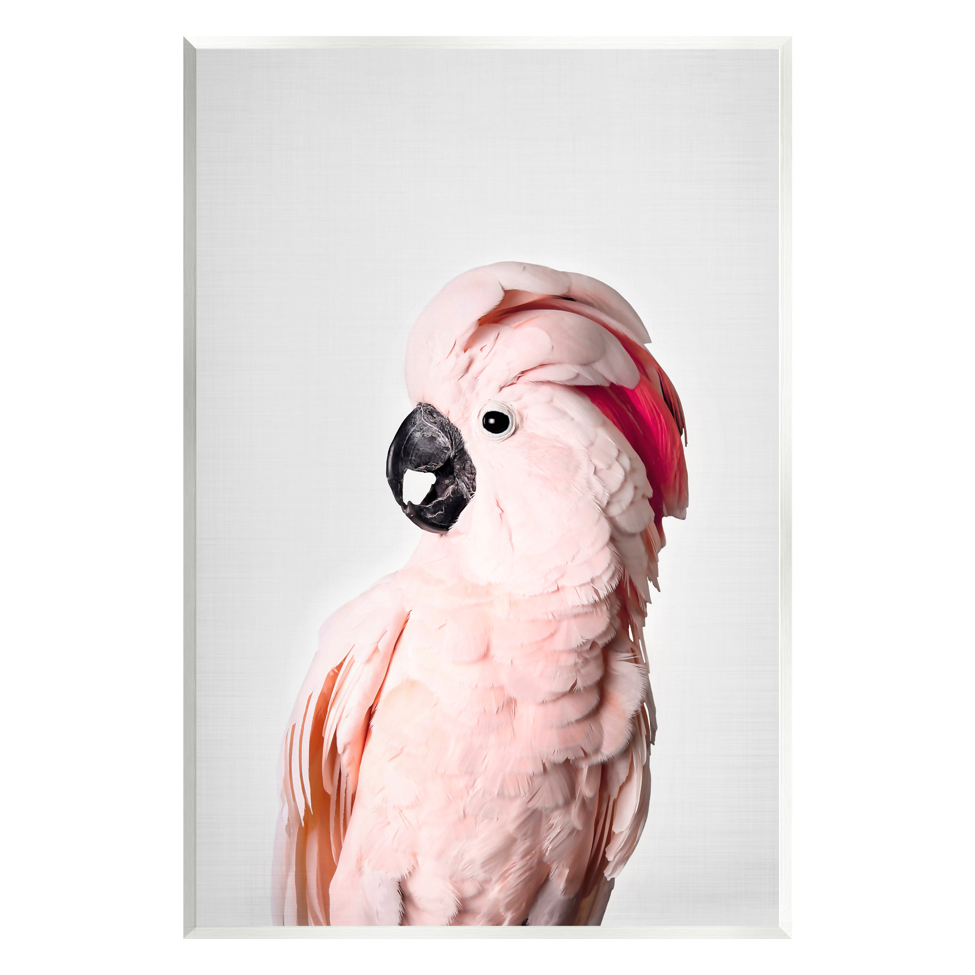 Stupell Industries Aw-649-Giclee Pink Cockatoo Photography Framed by ...