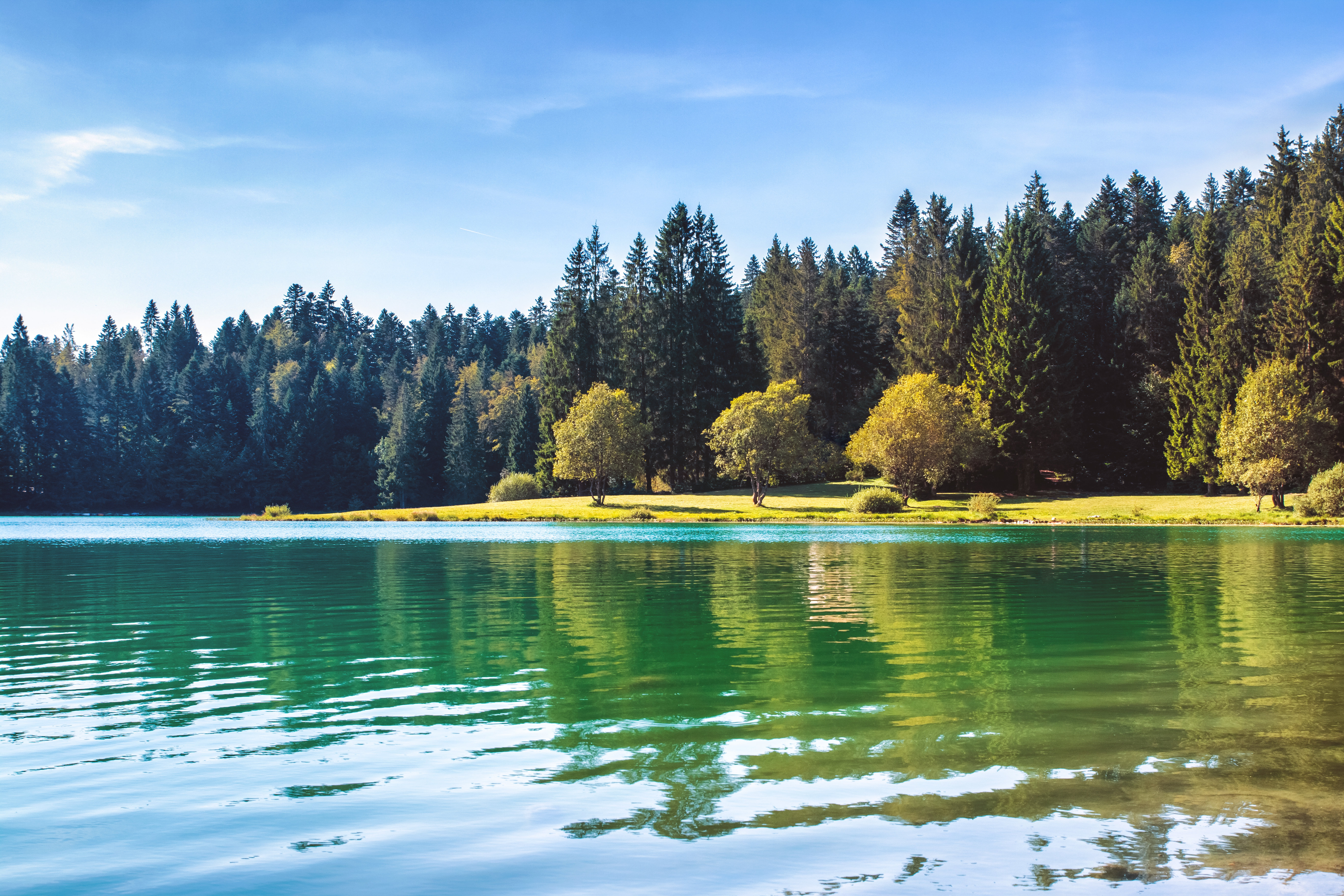 Millwood Pines Genin Lake in Middle of Wild Pine Forest by Gregory ...