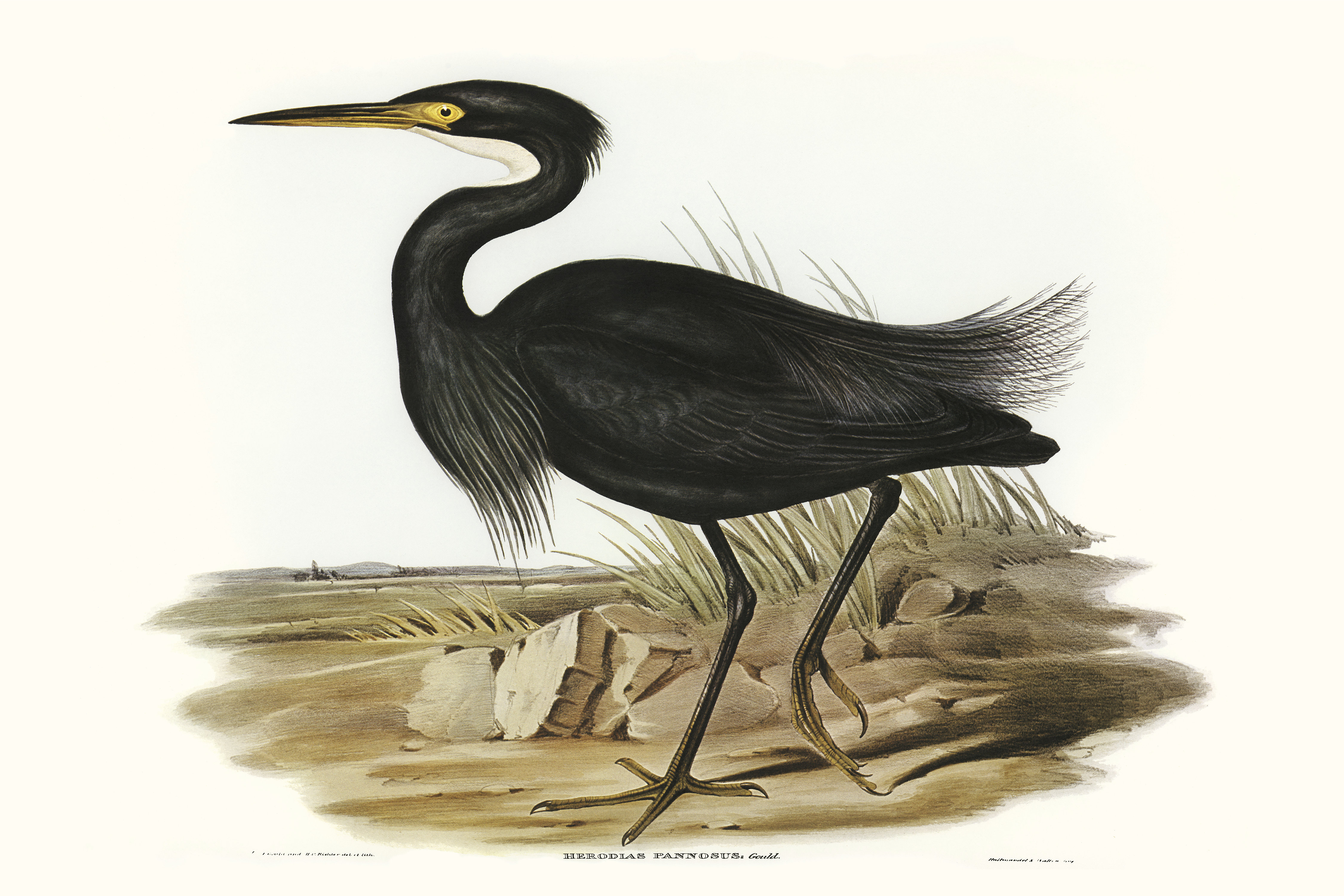 Highland Dunes Majestic Waterbird IV On Canvas by Elizabeth Gould Print ...