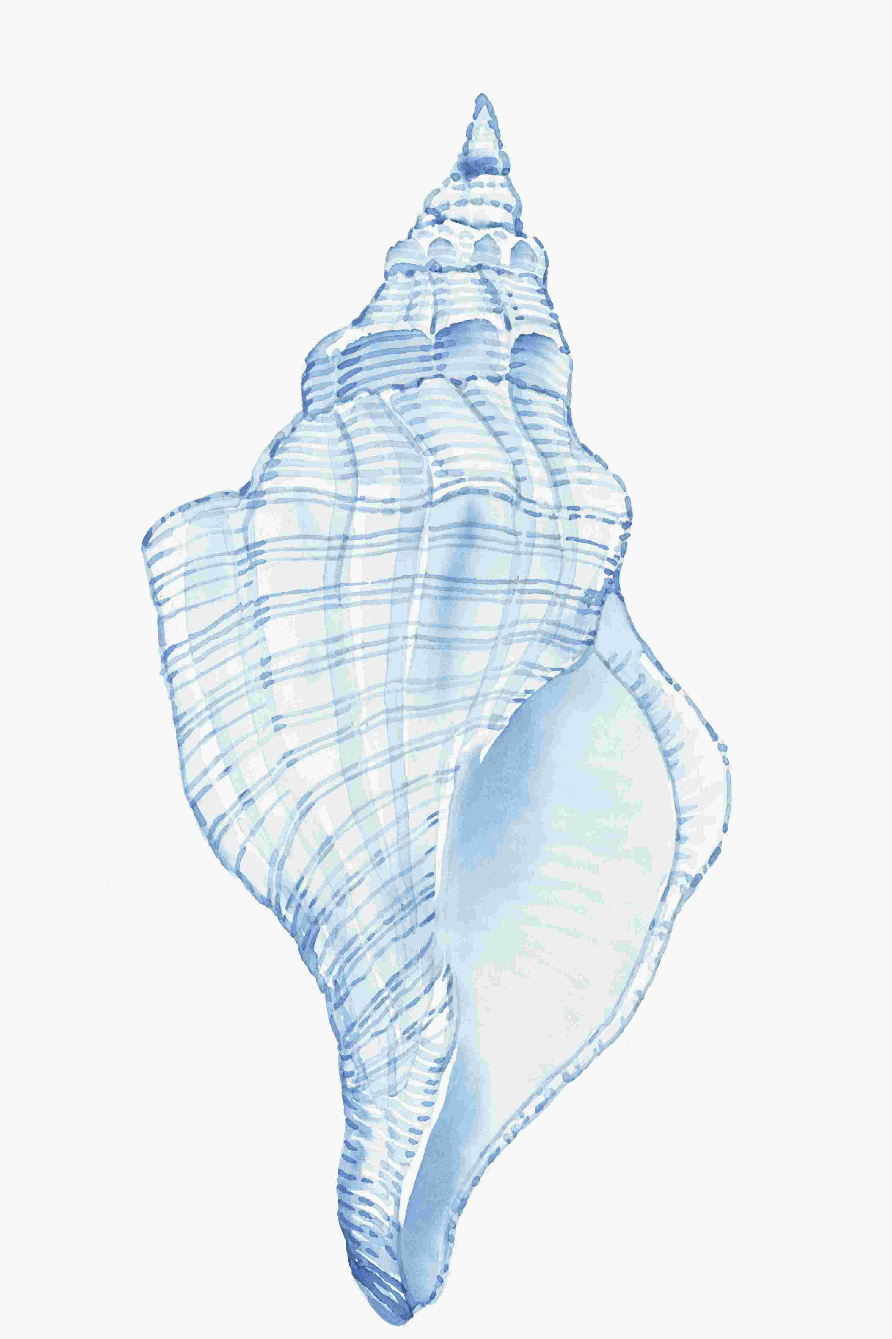 Highland Dunes Blue Shell I - Wrapped Canvas Print | Wayfair