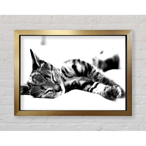 Bright Star Nap Time Cat - Single Picture Frame Art Prints | Wayfair.co.uk