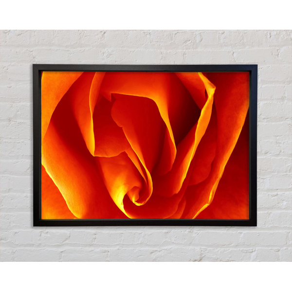 Bright Star Orange Rose Petals - Single Picture Frame Print on Canvas ...