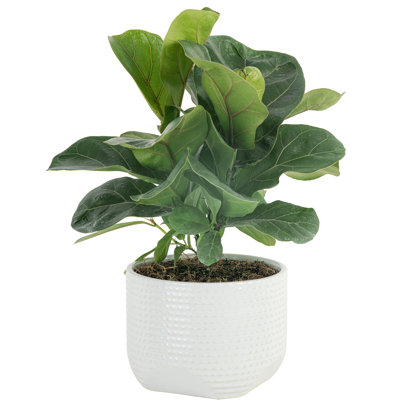 Costa Farms | Wayfair