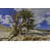 Alpen Home Bristlecone Pine Tree by Gerald Corsi - Wrapped Canvas Art ...