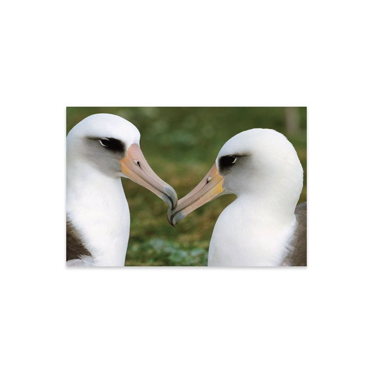 Ebern Designs Laysan Albatross Pair Bonding, Midway Atoll, Hawaii I On ...