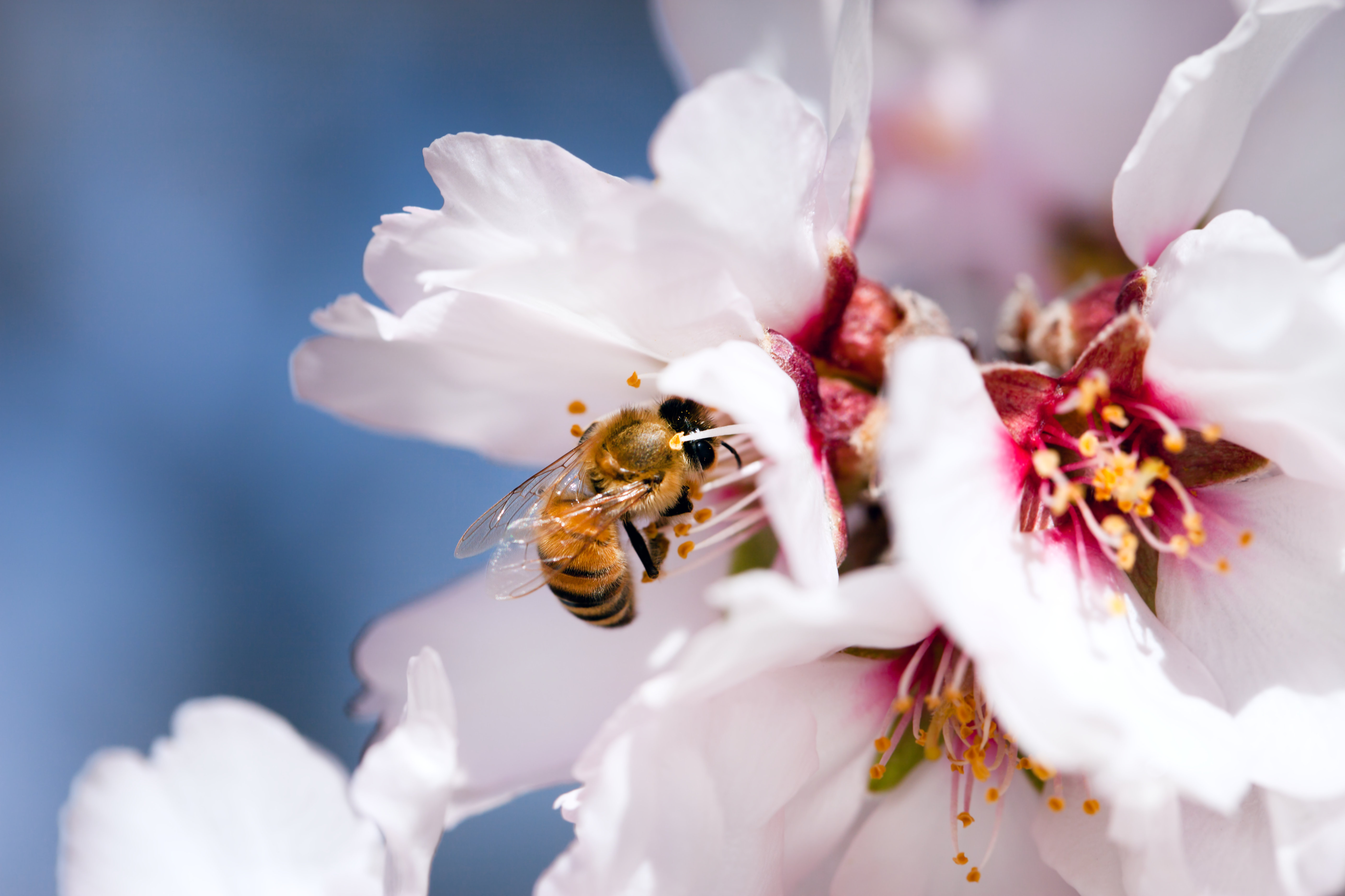 Hokku Designs Floriant " Bee " by Janaph | Wayfair