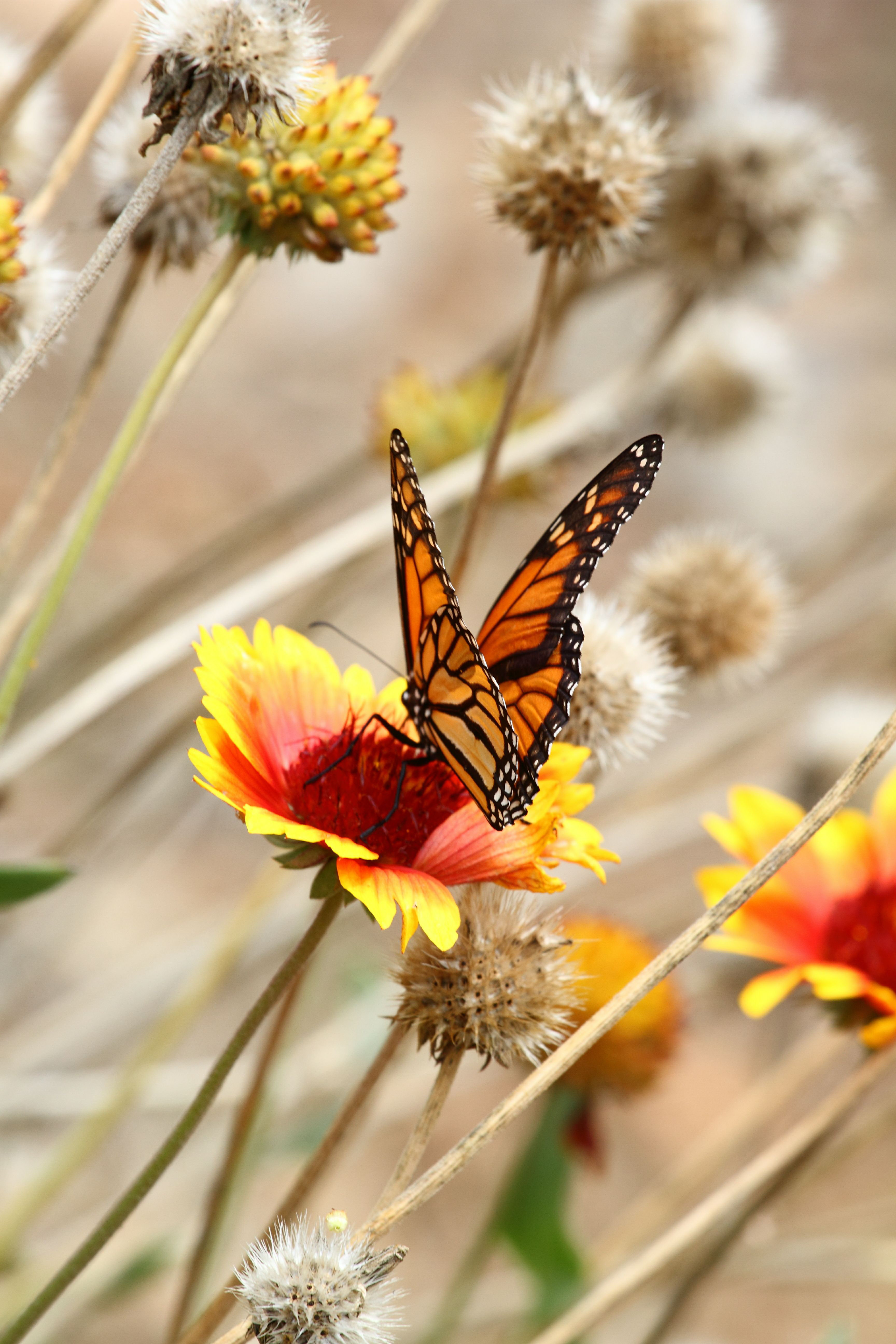Ebern Designs Butterfly in Spring Garden by Tom_Coultas - Wrapped ...