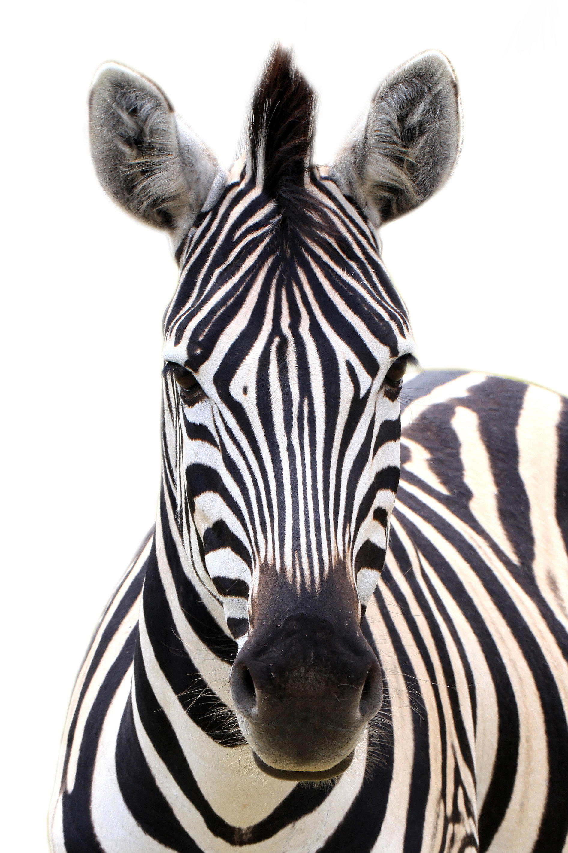 Latitude Run Still of Zebra by Unknown - Wrapped Canvas Photograph ...