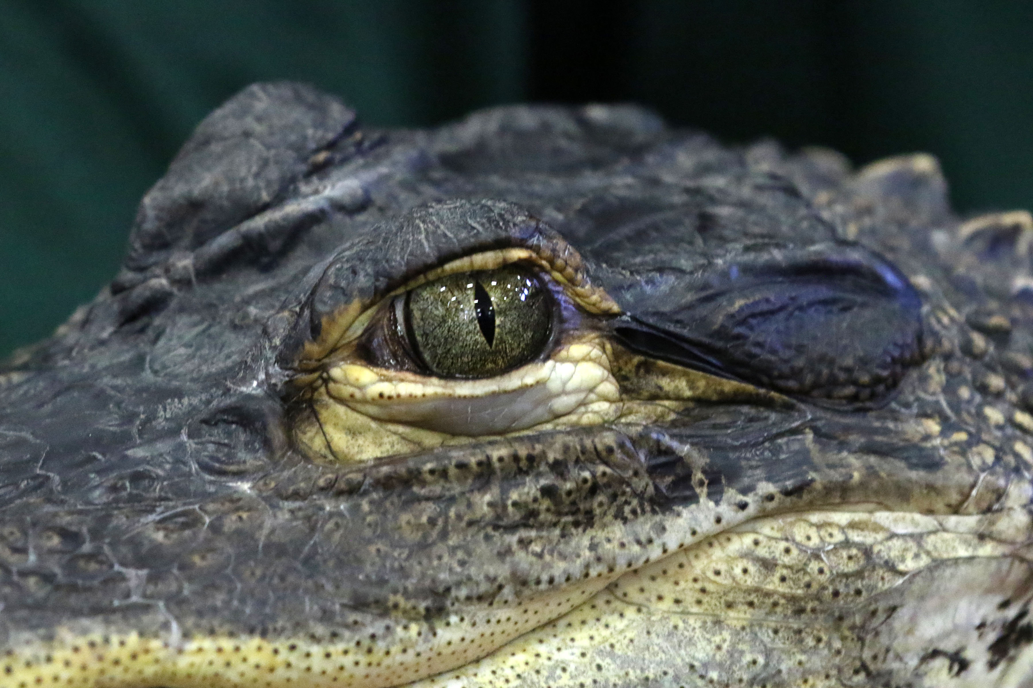Dakota Fields Alligator Eye Closeup - Wrapped Canvas Photograph | Wayfair