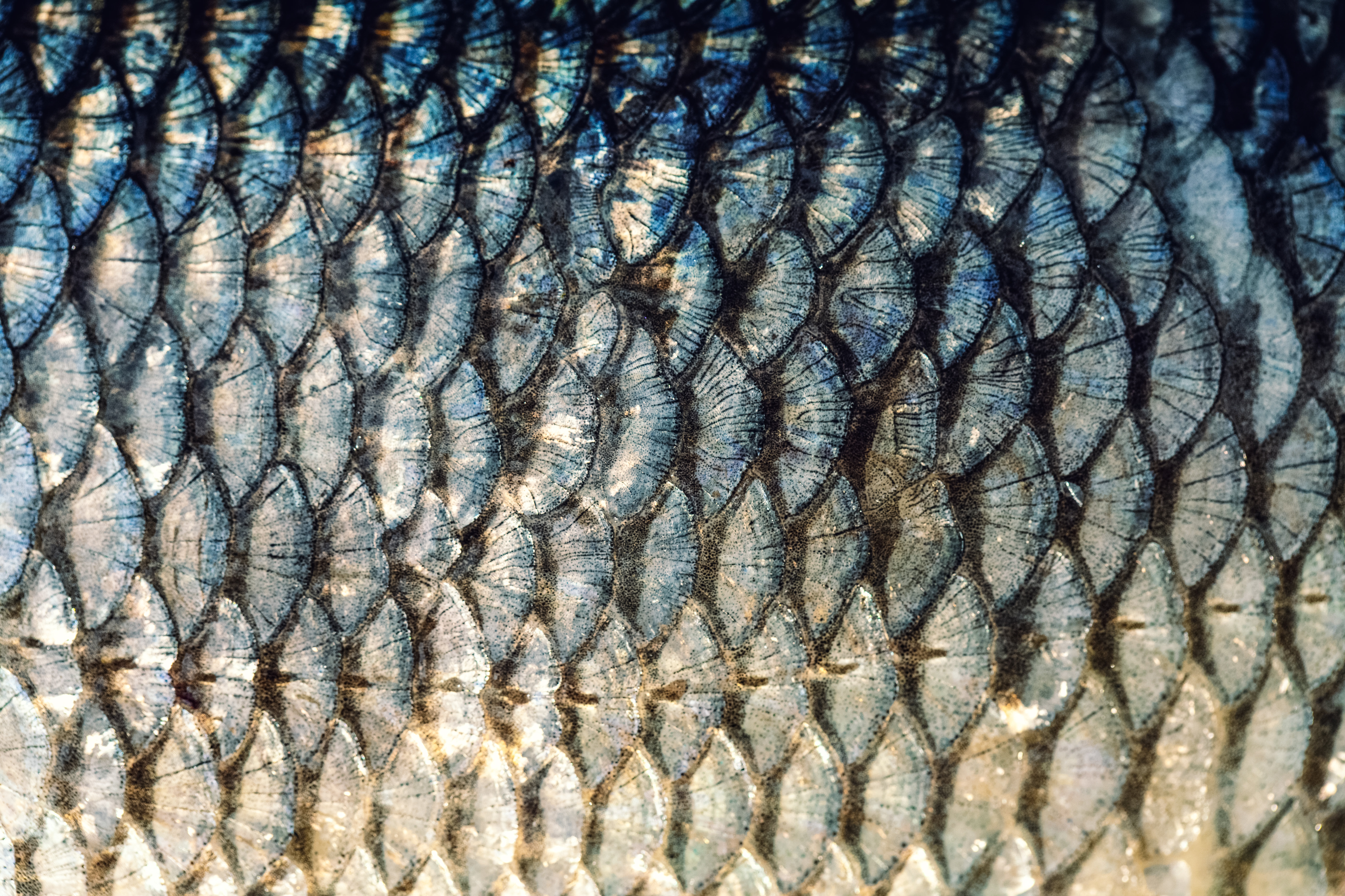 Highland Dunes The Fish Scales by Zazamaza - Wrapped Canvas Photograph ...