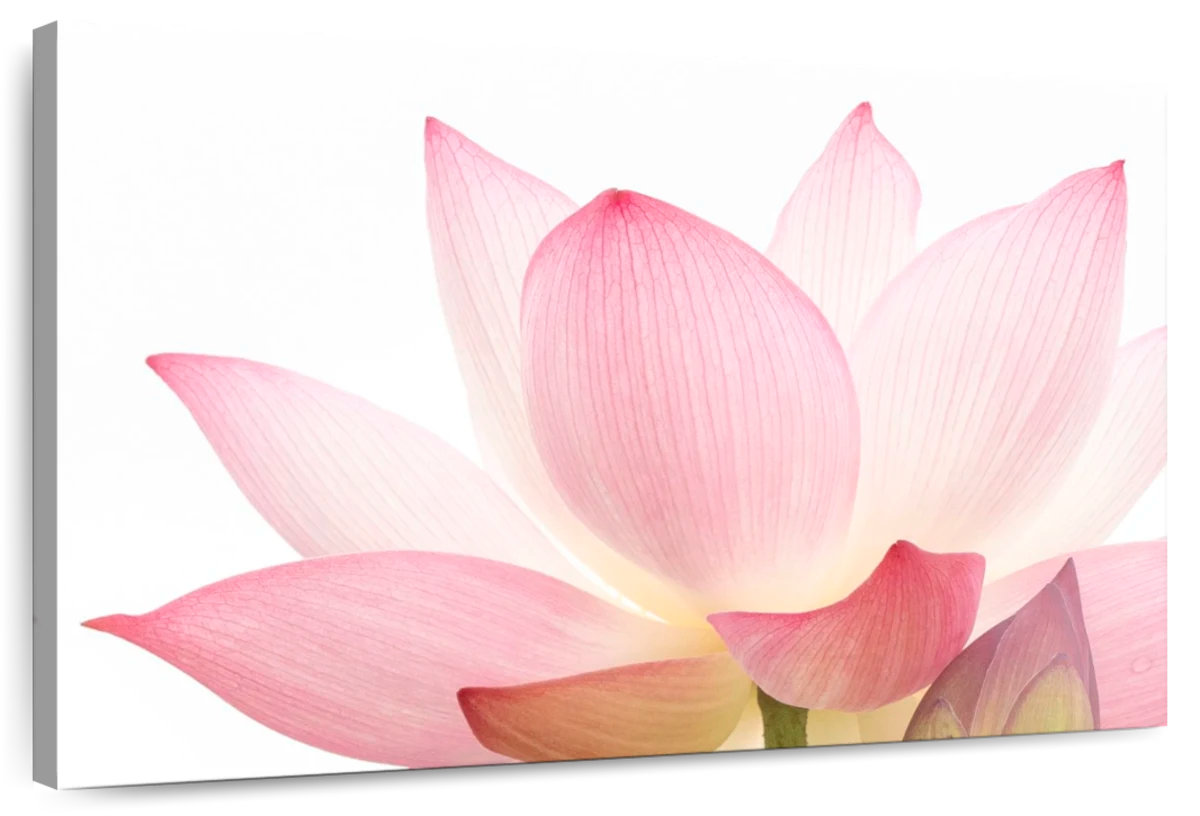 Elephant Stock Pink Lotus Flower | Wayfair