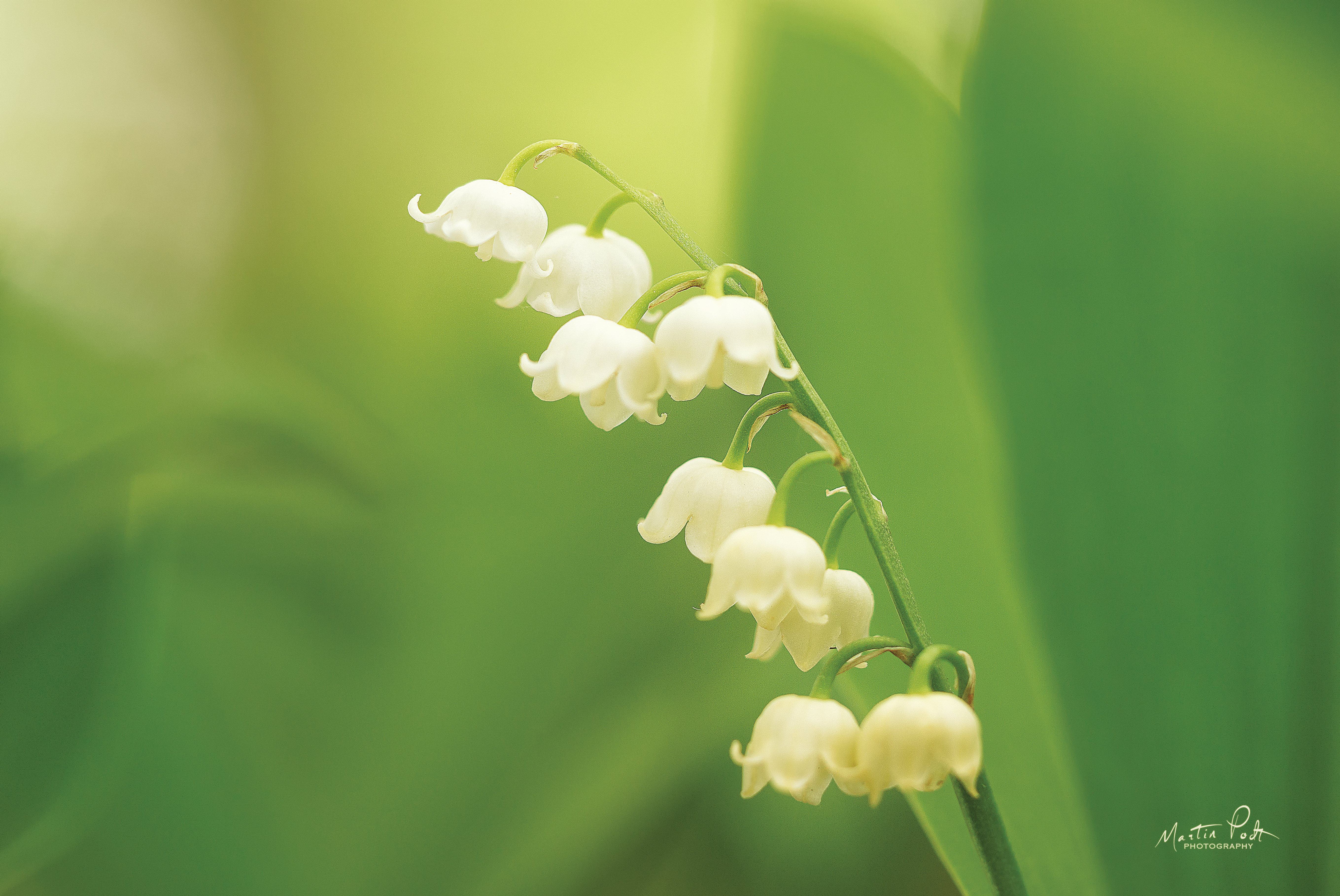 Latitude Run® Lily of the Valley by Martin Podt - Print | Wayfair