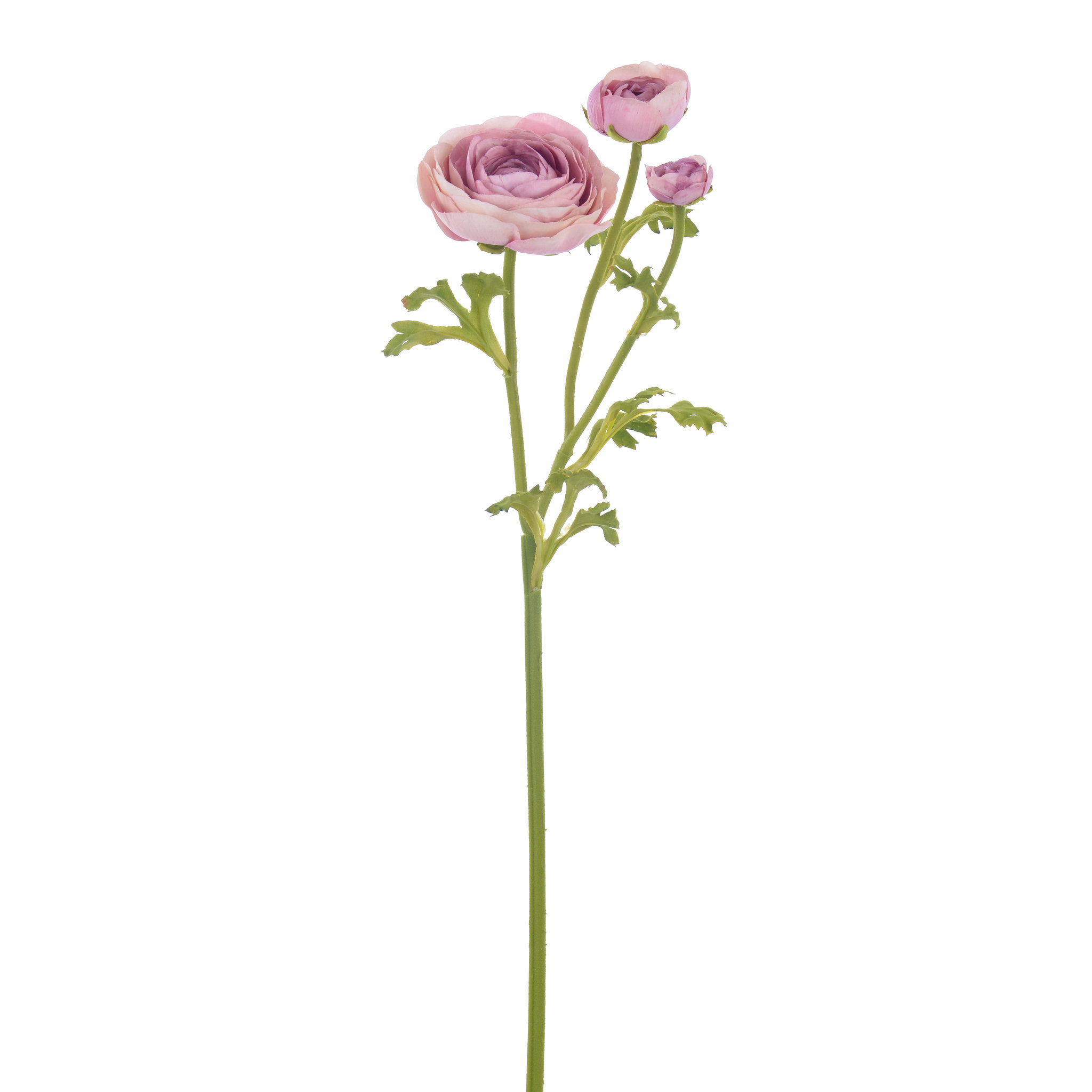 Darby Home Co RANUNCULUS STEM | Wayfair
