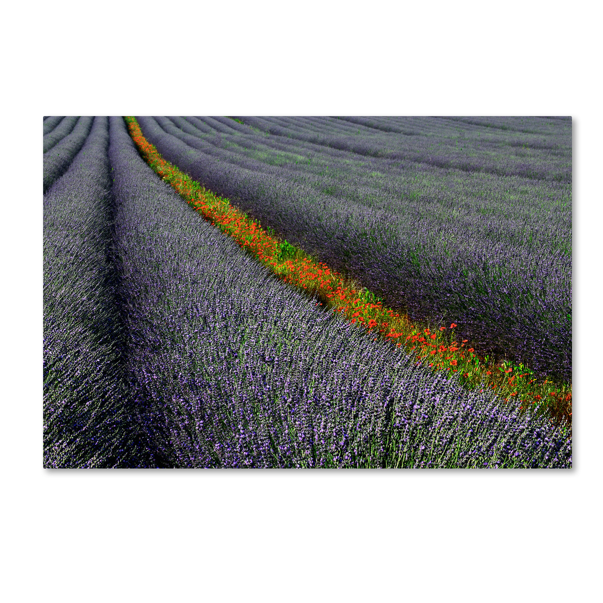 Trademark Fine Art 'Red Line' Graphic Art on Wrapped Canvas | Wayfair