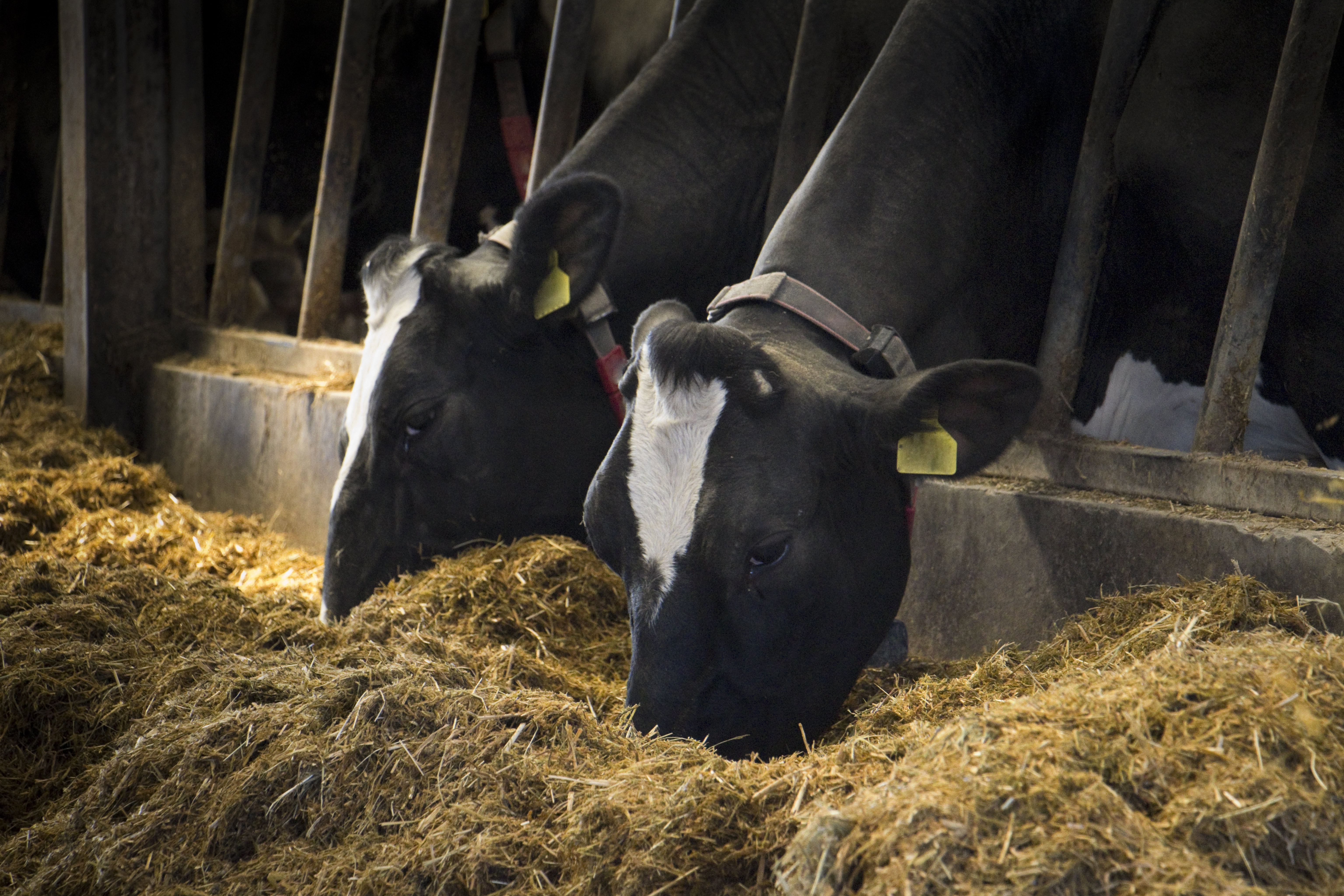 Gracie Oaks Holstein Dairy Cows by Andrewlinscott | Wayfair