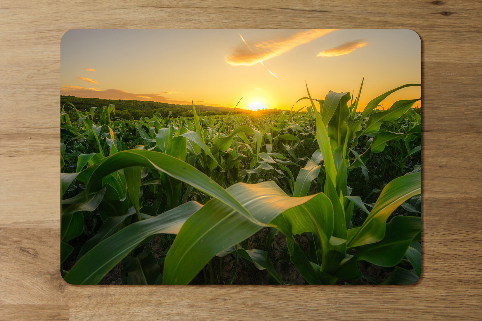 East Urban Home Draken Young Corn Growing on the Field at Sunset ...