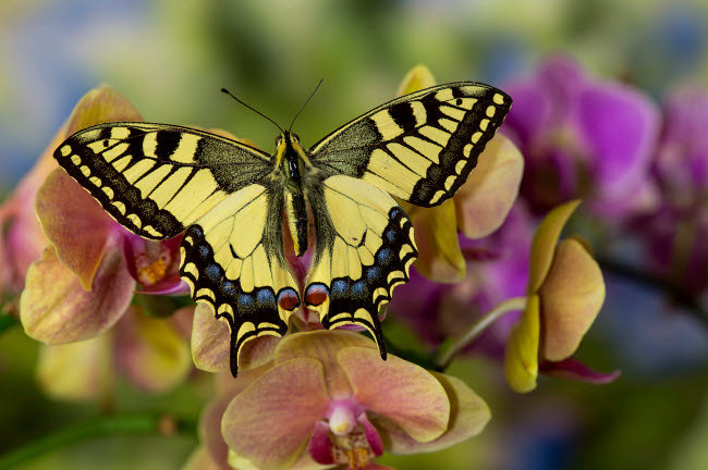 Rosalind Wheeler Moth Orchid Phalaenopsis And Old World Swallowtail ...