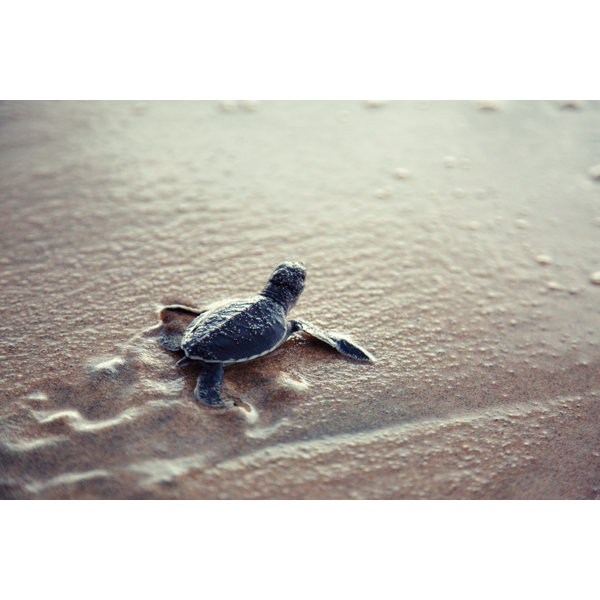 Bay Isle Home New Born Sea Turtle by Andrey Danilovich - No Frame Art ...