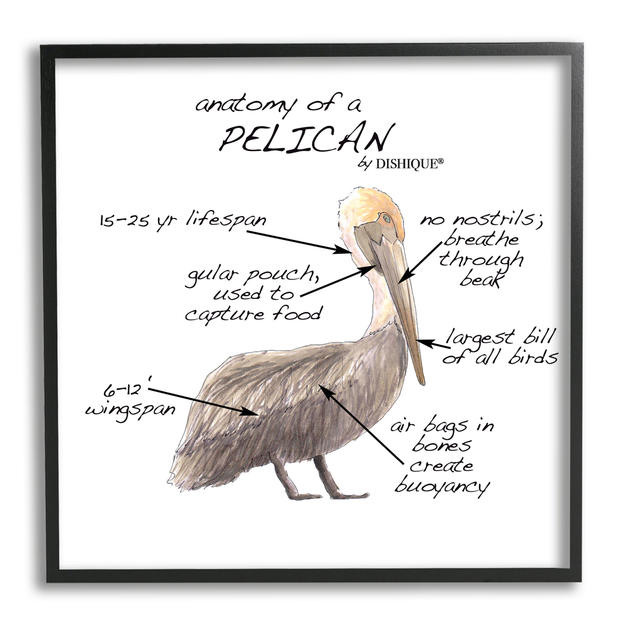 Stupell Industries Pelican Sea Bird Animal Educational Anatomy ...