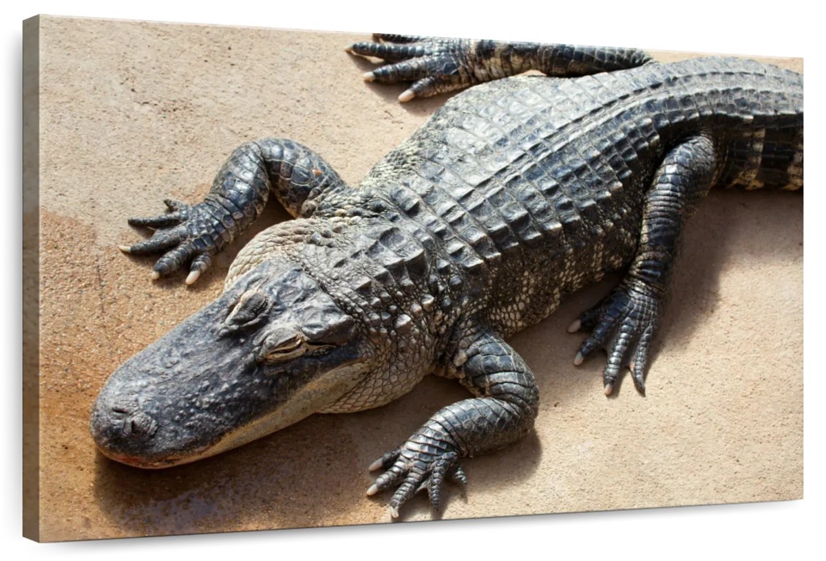 Ebern Designs Crowle Alligator | Wayfair