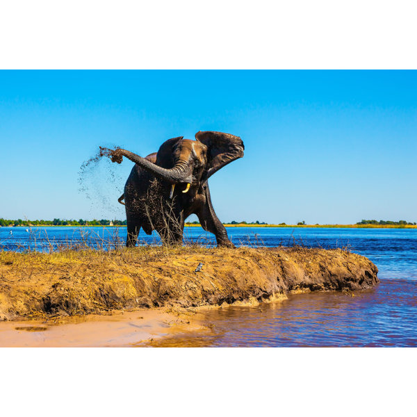 Ebern Designs Elephant Clean River Silt On Canvas Print | Wayfair