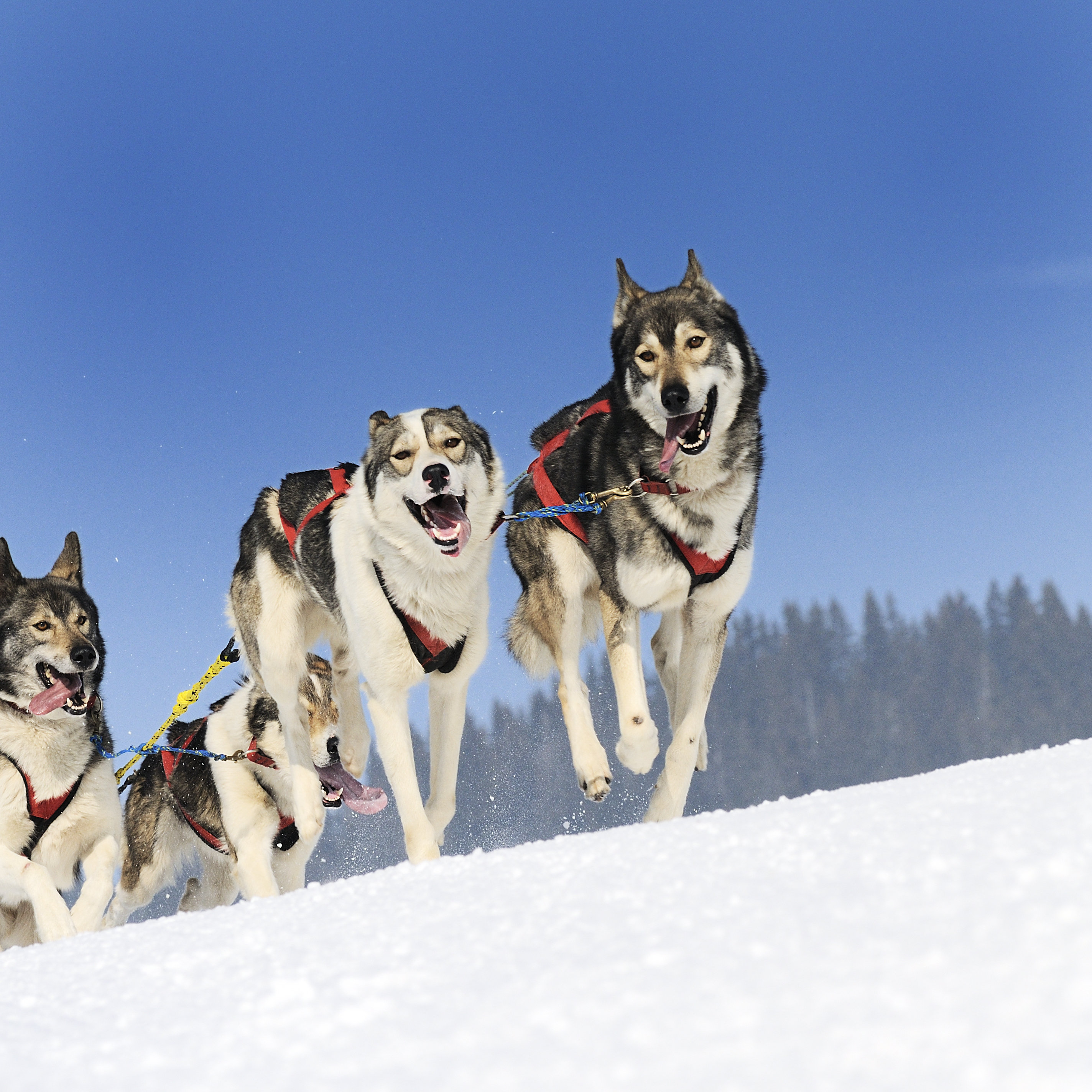 Ebern Designs Sports Dogs - Wrapped Canvas Photograph | Wayfair