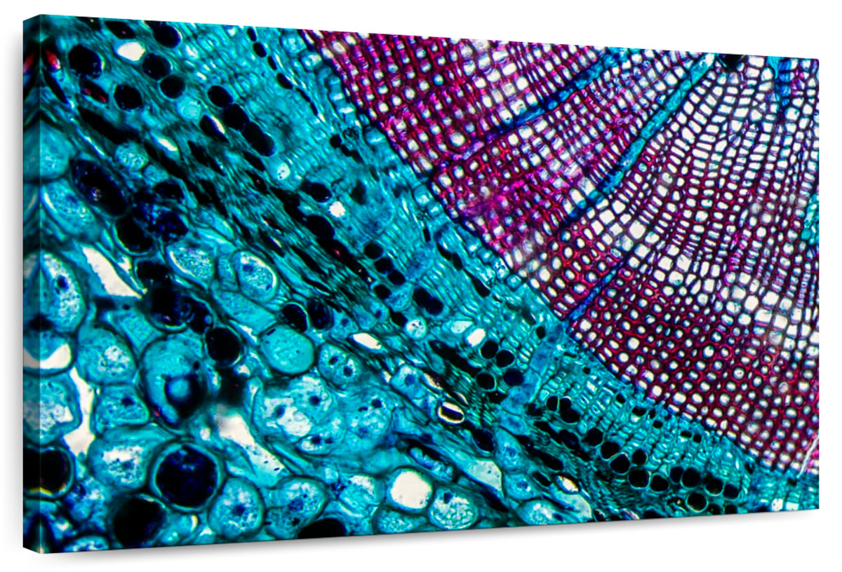 Elephant Stock Pine Stem Under Microscope | Wayfair