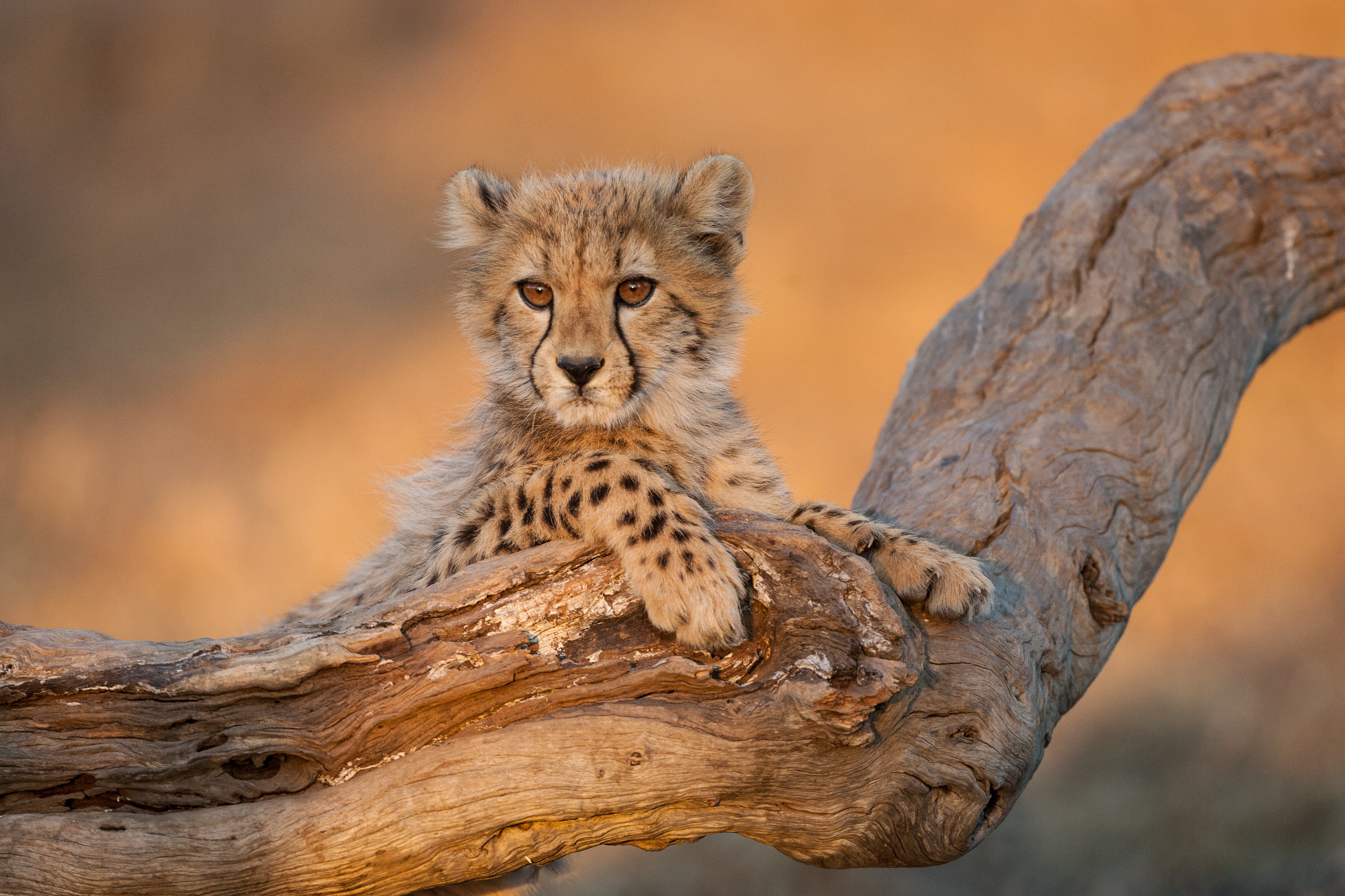 Ebern Designs Cute Cheetah Cub - Wrapped Canvas Photograph | Wayfair