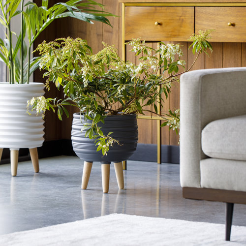 Ceramic Medium Planters You'll Love | Wayfair
