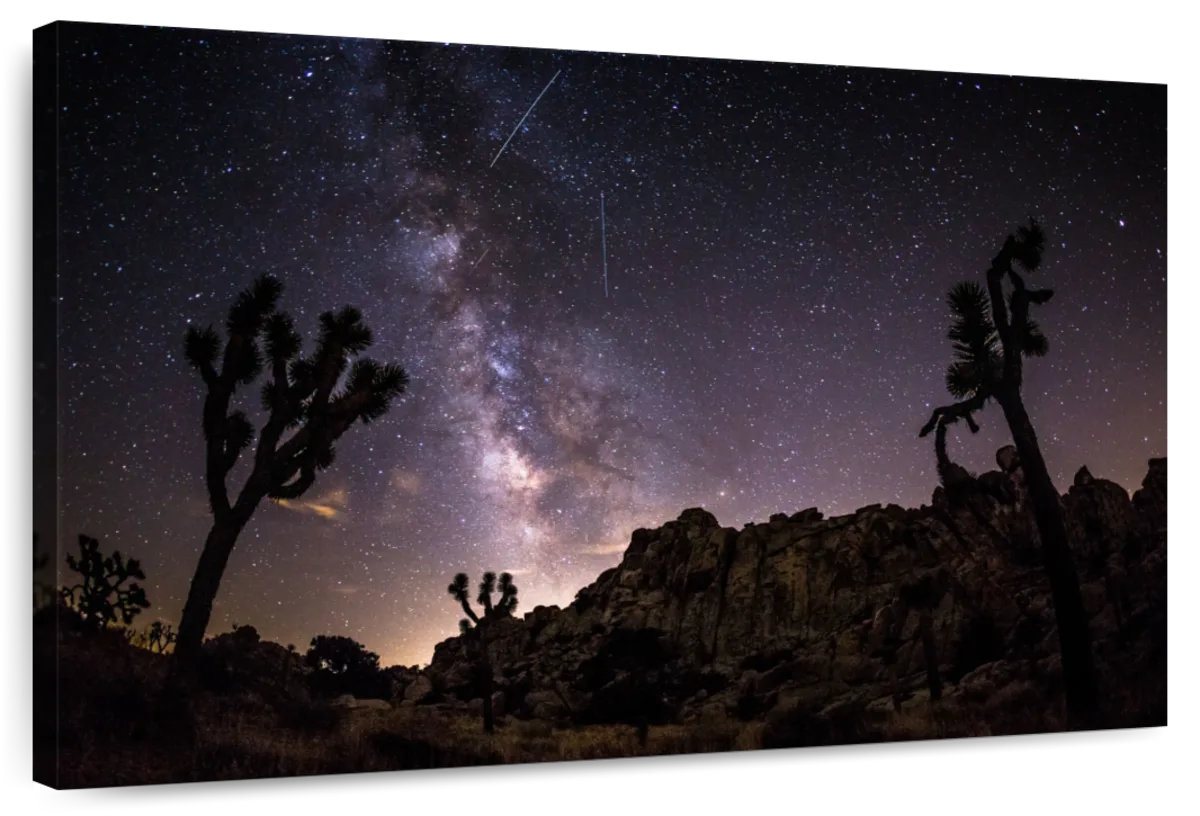 Elephant Stock Starlit Joshua Tree Park - Wayfair Canada