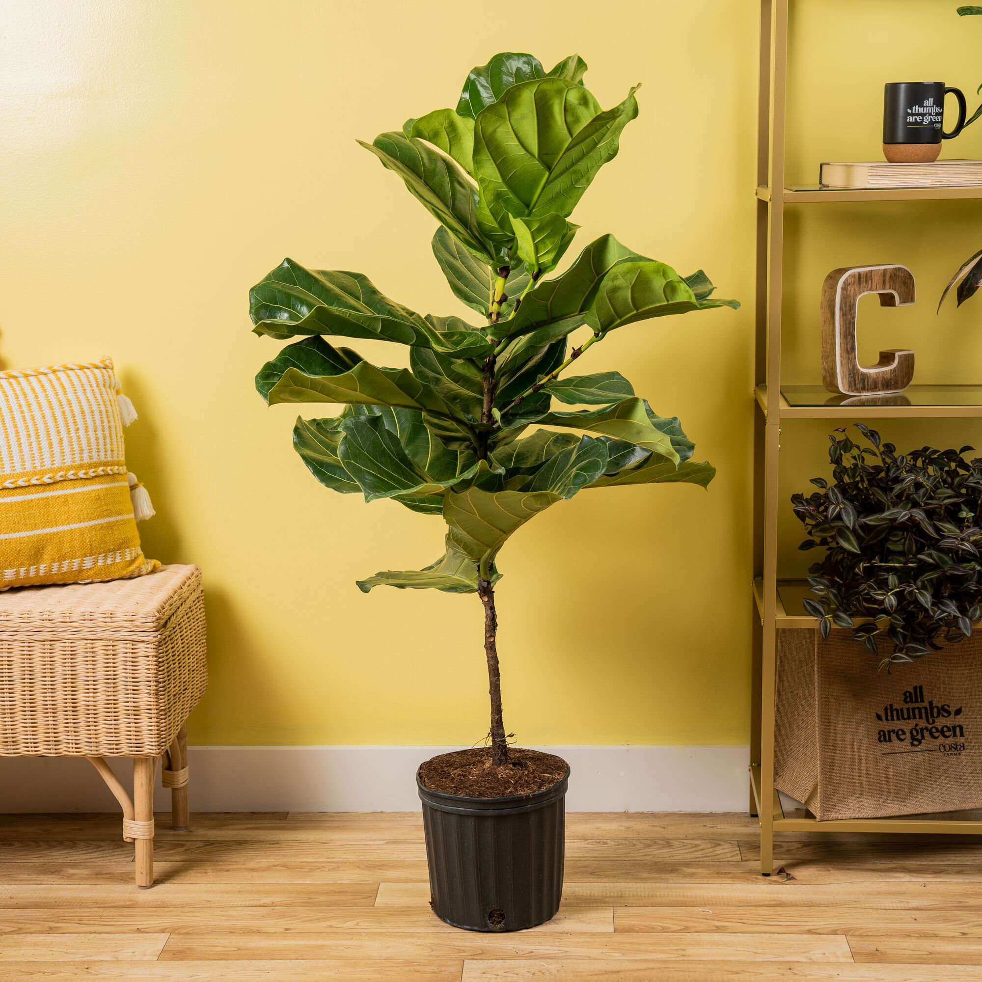 Costa Farms Indoor Fiddle Leaf Fig Ficus Lyrata Standard House Plant in ...