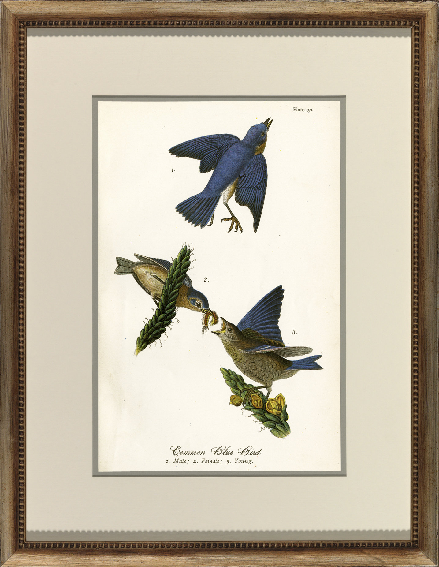 Wendover Art Group 'Common Blue Bird' - Picture Framed Painting on ...