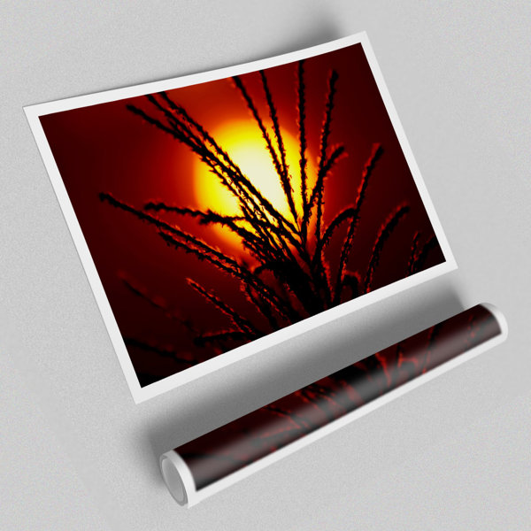 East Urban Home As The Sun Lights Up The Reeds - Unframed Photograph ...