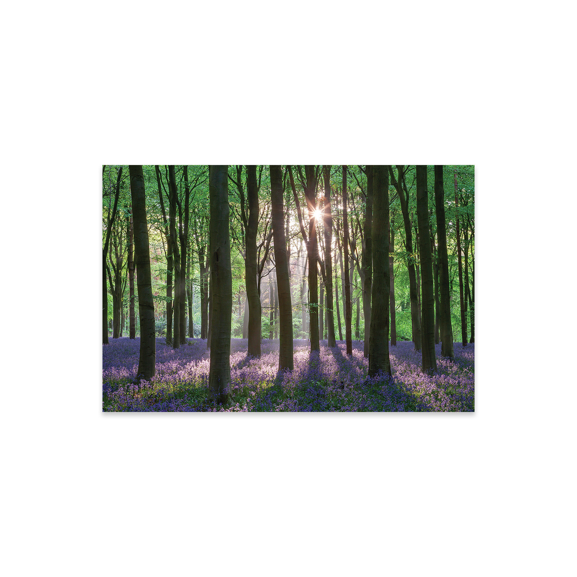 Millwood Pines Wildflower Woodland II by Adam Burton | Wayfair