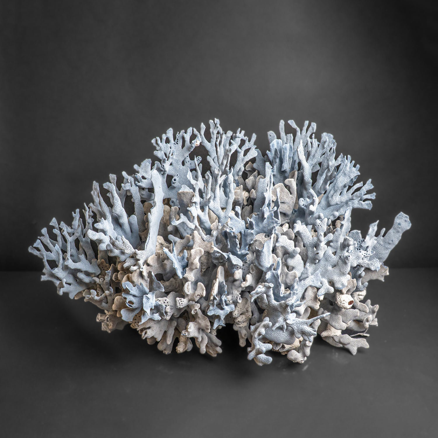 Astro Gallery of Gems Genuine Blue Ridge Coral (18", 39.5 Lbs) | Wayfair