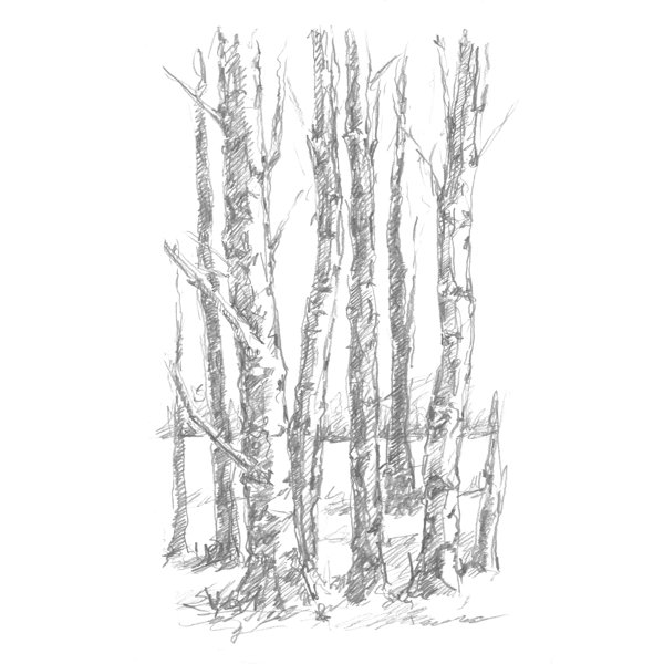 Union Rustic Birch Tree Sketch I by Ethan Harper - Wrapped Canvas Art ...