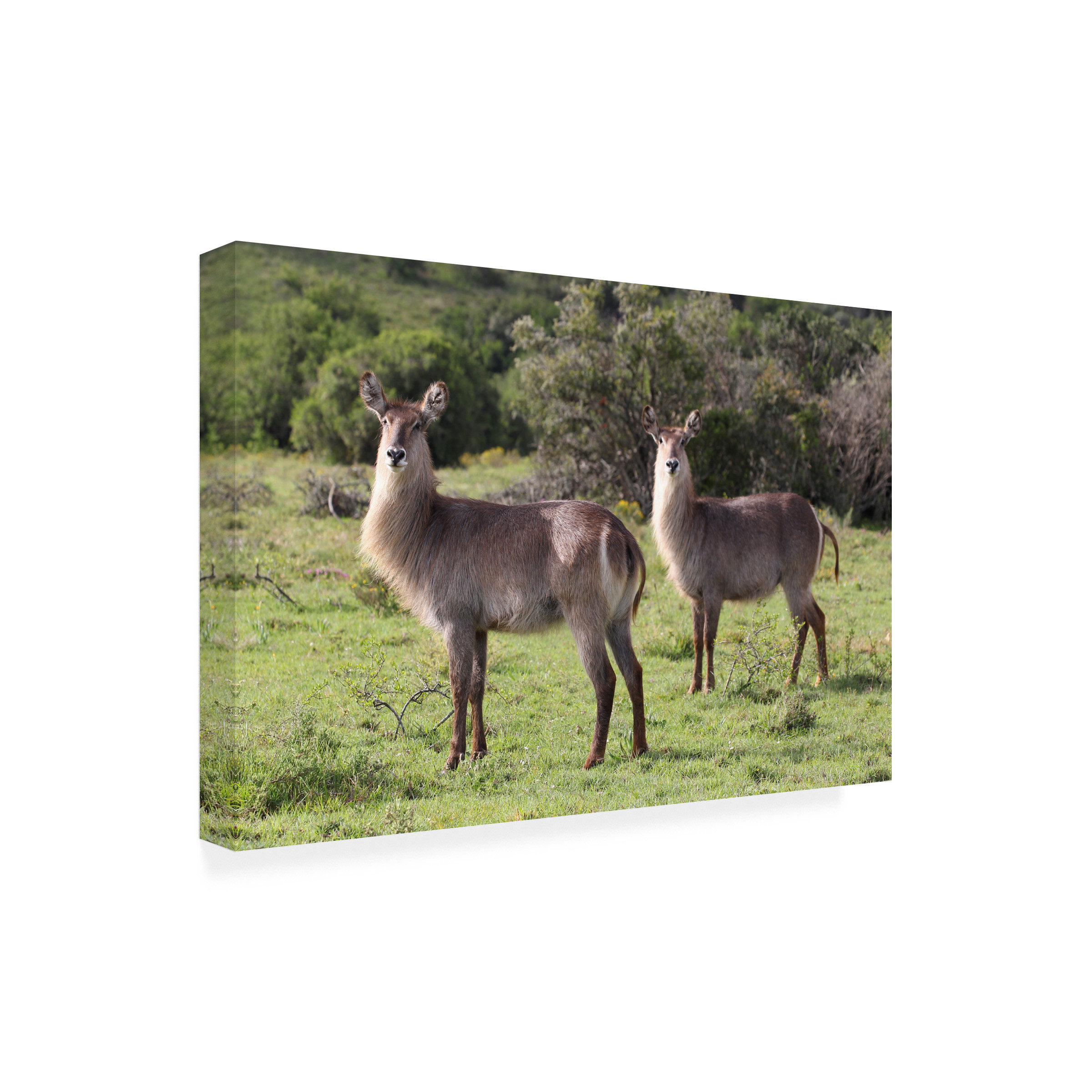 Union Rustic Bob Langrish 'Waterbuck 1' Canvas Art - Wayfair Canada