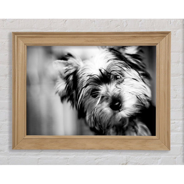 Bright Star Cute Yorkshire Terrier - Single Picture Frame Art Prints ...