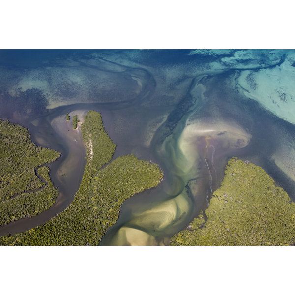 Ebern Designs " Mangrove Forest " | Wayfair